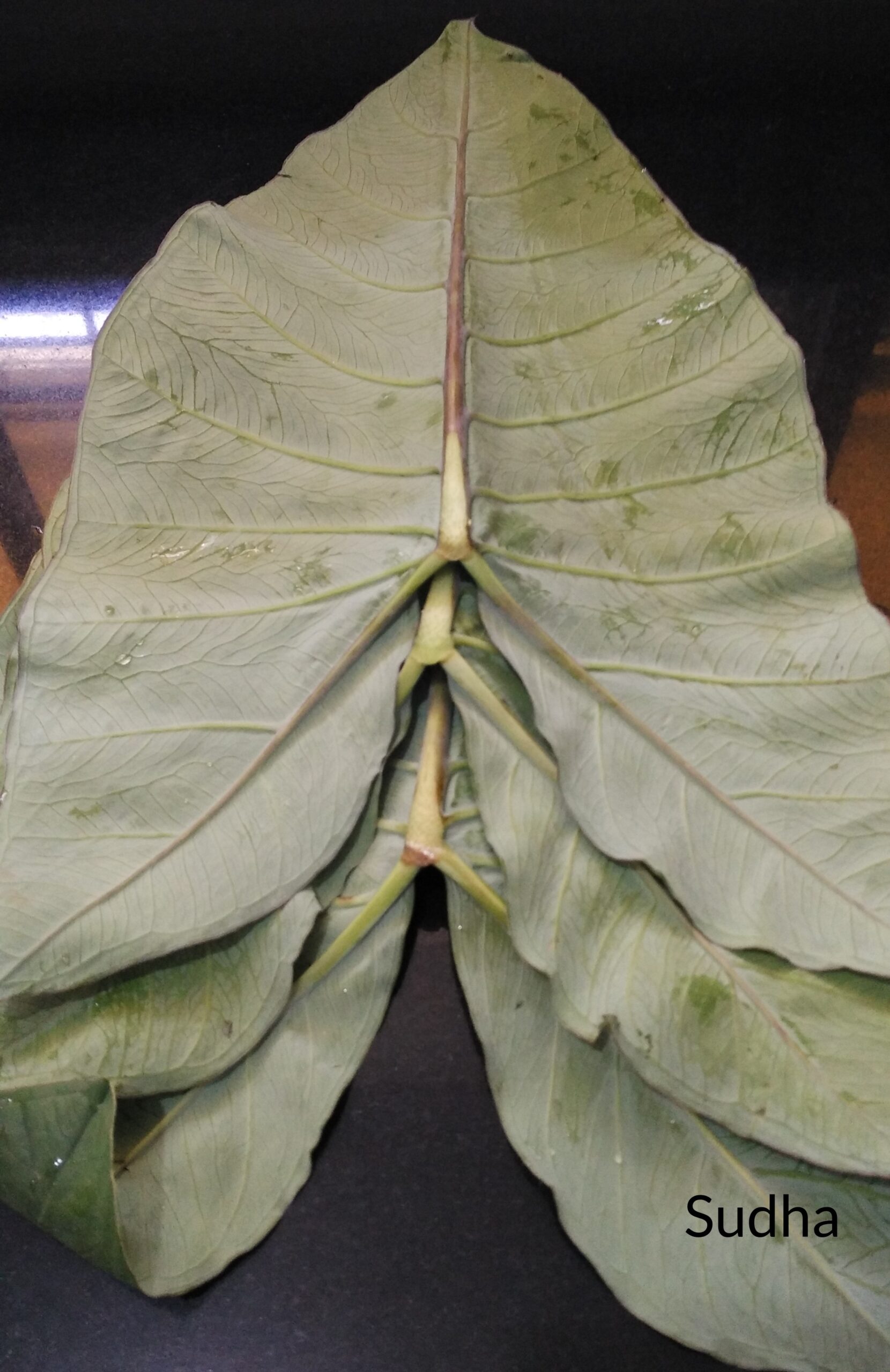 Aluvadi (अळूवडी) - Colocasia Leaves Snack – A Maharashtrian Specialty ...